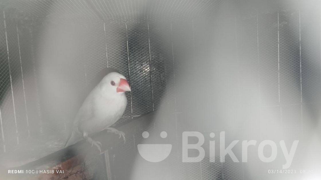 Java Bird Male জাভা পাখি in Mohammadpur | Bikroy