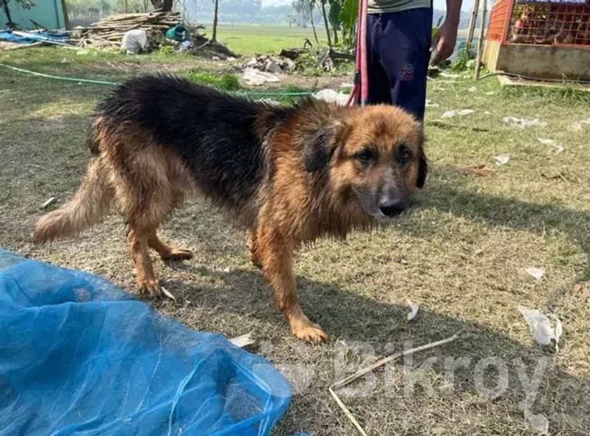 Jerman Shepherd for Sale in Dhanmondi | Bikroy