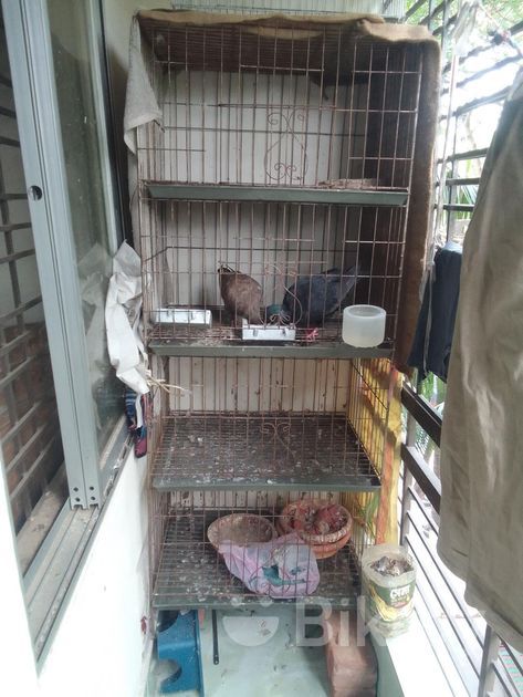 kacha shoho kobutor bikry for Sale in Mirpur | Bikroy