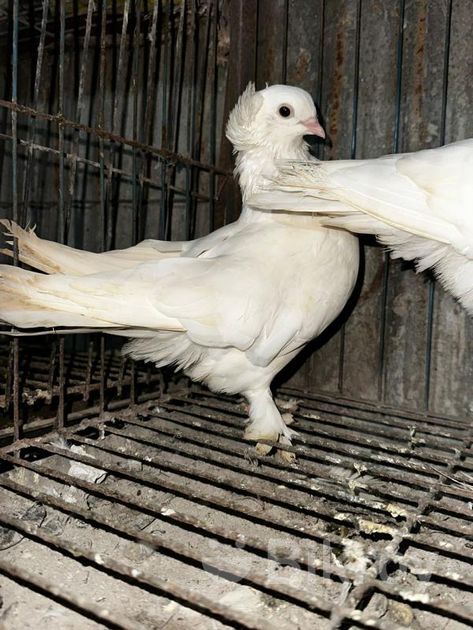 Kagji Madi Kobutor for Sale in Banani | Bikroy