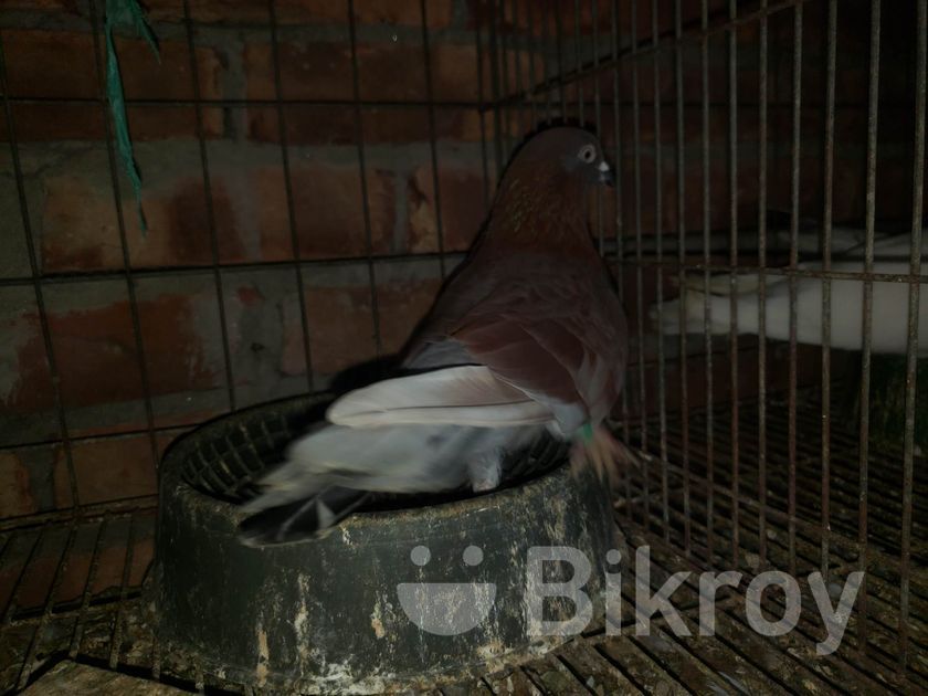 Kobutor sale in Boyra Bazar | Bikroy