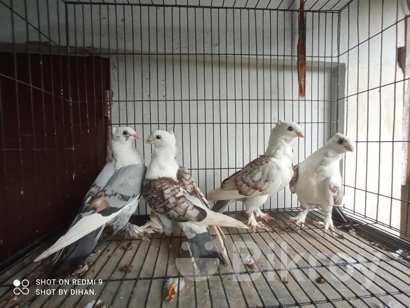 kobutor বিক্রয় করা হবে। in Subid Bazar | Bikroy