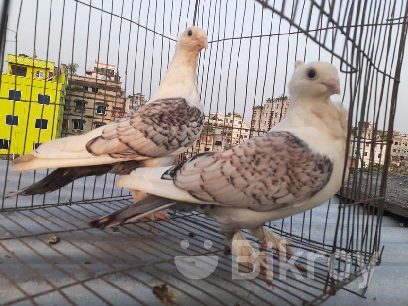 kobutor for Sale in Jatrabari | Bikroy