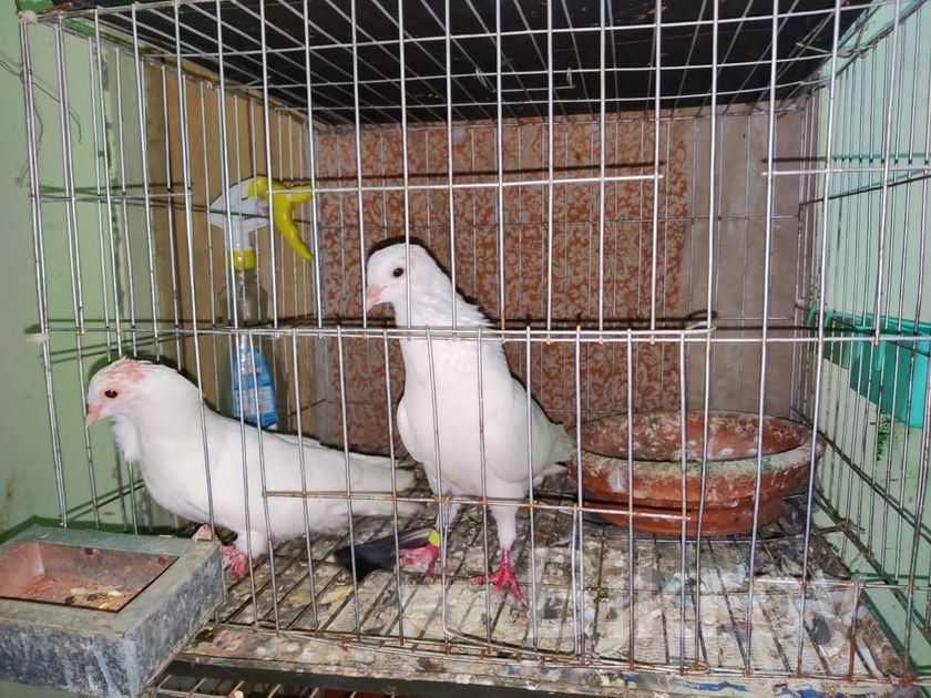 Kobutor full setup shoho in Mirpur | Bikroy