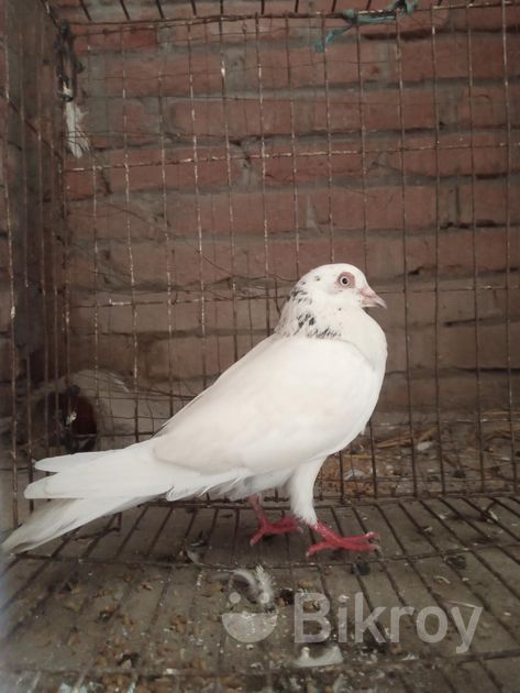 Kobutor/ pigeon for Sale in New Market | Bikroy