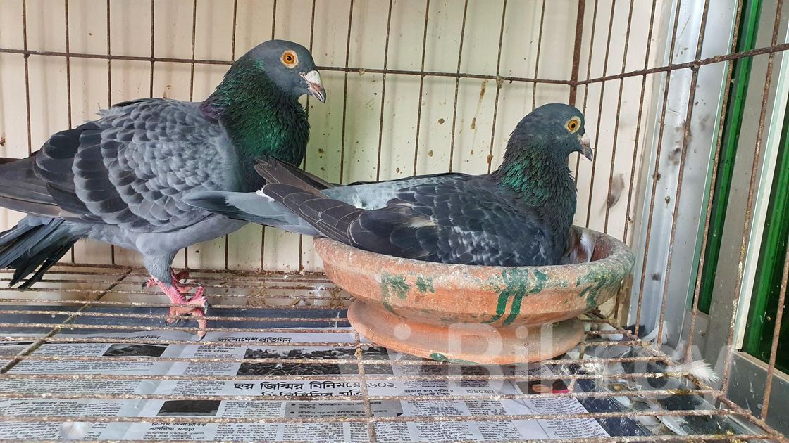 Kobutor /Racer /Humar for Sale in Tongi | Bikroy