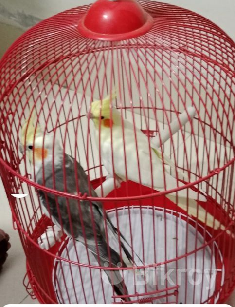 in Bangladesh | Bikroy