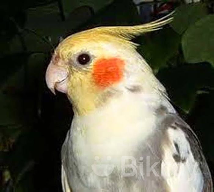 kokatil full adult dim bacha kora pakhi. in Boalia | Bikroy