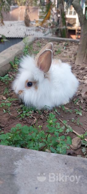 rabbit in Basabo | Bikroy