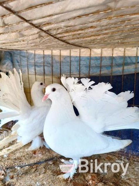 lokha kobutor master pair for Sale in Mirpur | Bikroy