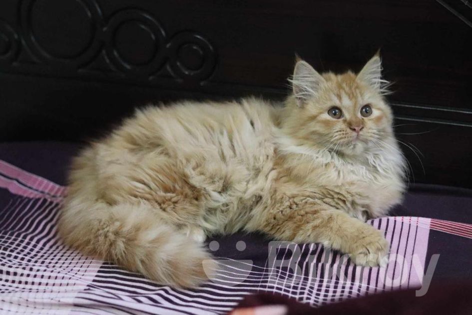 Long Haired Persian Cat(Female) for Sale in Mirpur | Bikroy