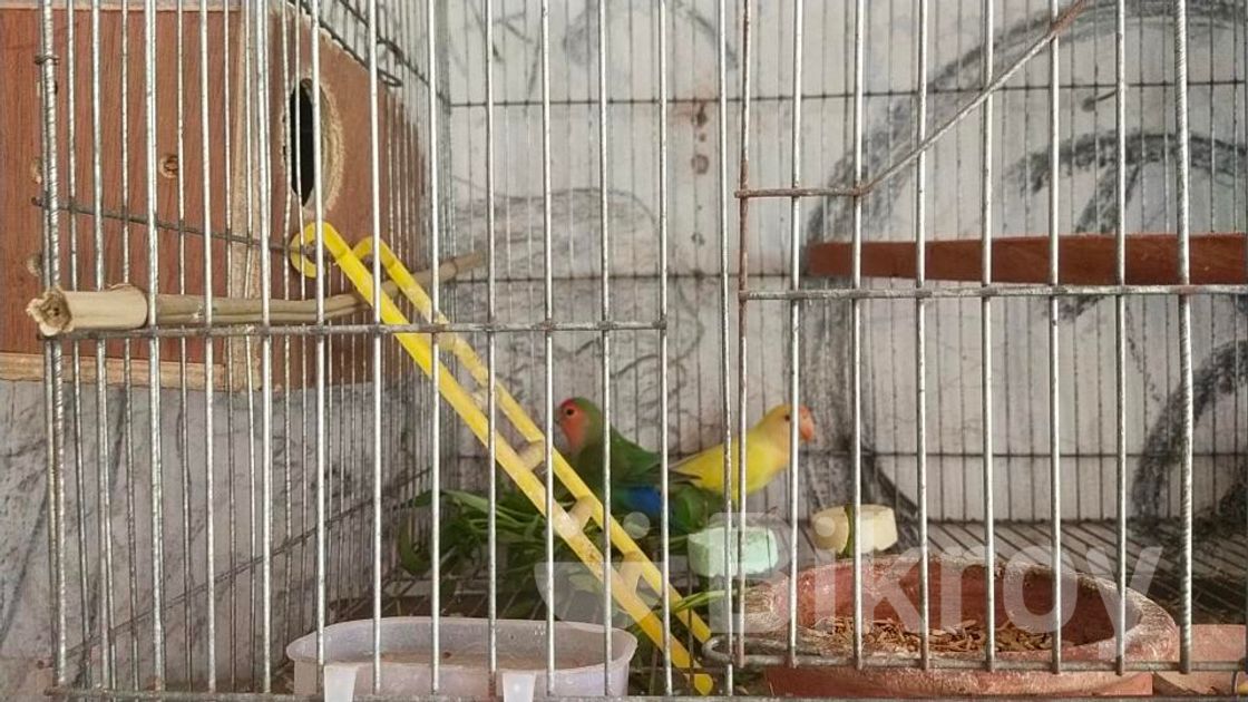 Love Bird for Sale in Kazla | Bikroy