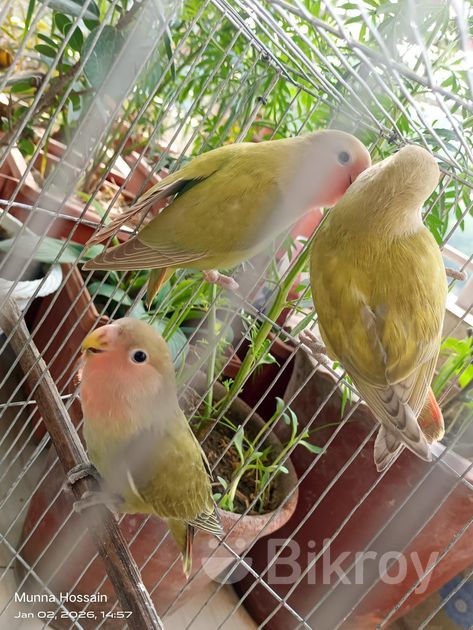 Love Bird for Sale in New Market | Bikroy
