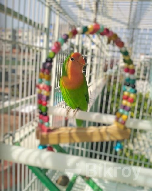 Love Bird Half Tame for Sale in Savar | Bikroy