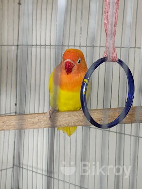 Lutino Split Opaline Blue Love Bird (genetically Male Lovebird) for Sale in Savar | Bikroy