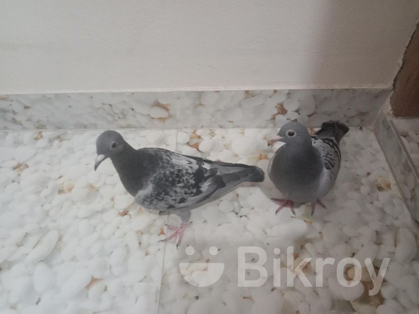 Makssi Racer Kobotor(Urgent sell) in Jatrabari | Bikroy