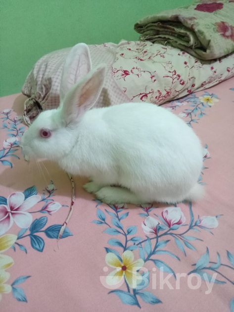 Male Rabbit sell for Sale in Majortila | Bikroy