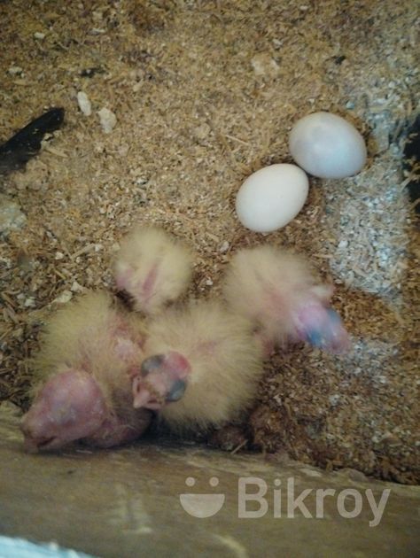 master pair running gray kokatel sell kora hobe for Sale in Chawkbazar ...