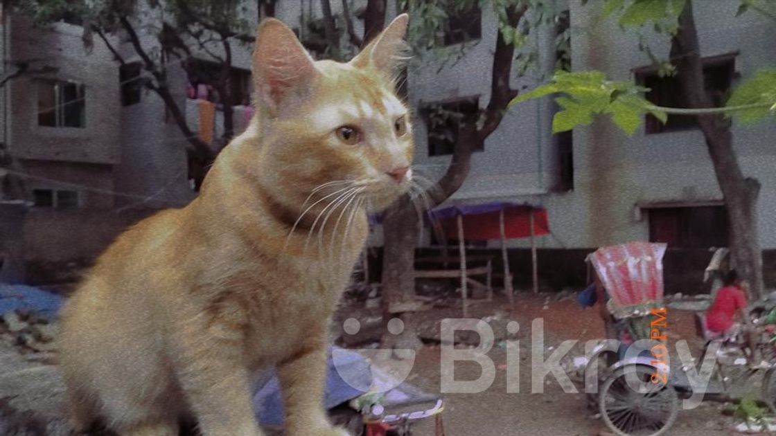 Mix Breed Cat Male for Sale in ECB Chattar | Bikroy