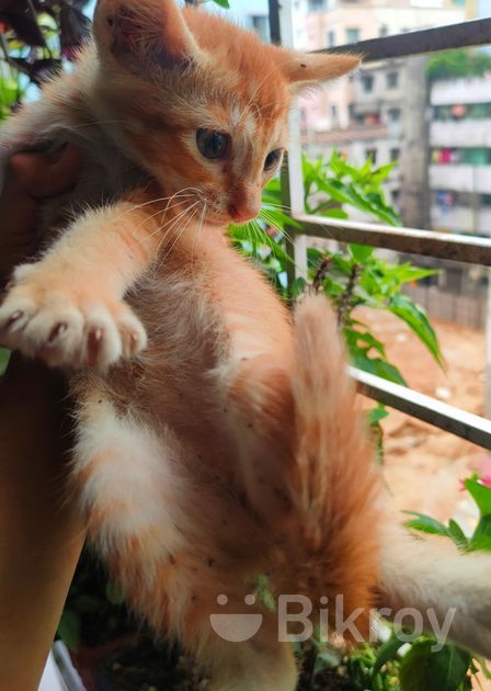 Mix breed ginger cat. in Basabo | Bikroy