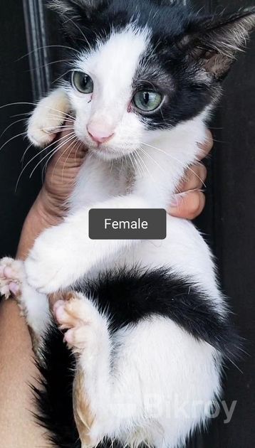 Mix Male female for Sale in Uttara | Bikroy