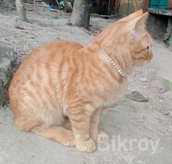 Mixed Breed Male Cat Sell for Sale in Gazipur | Bikroy