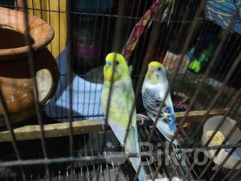 Pair bird ta bikri hobe for Sale in Mirpur | Bikroy