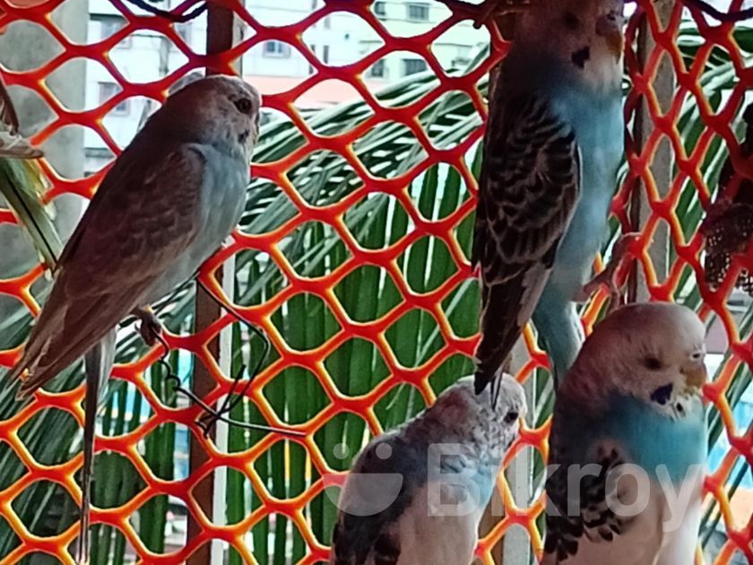 Bird for sell for Sale in Jatrabari | Bikroy