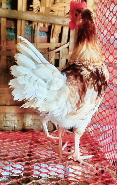 Pakistani Layer Murgi for Sale in Tongi | Bikroy