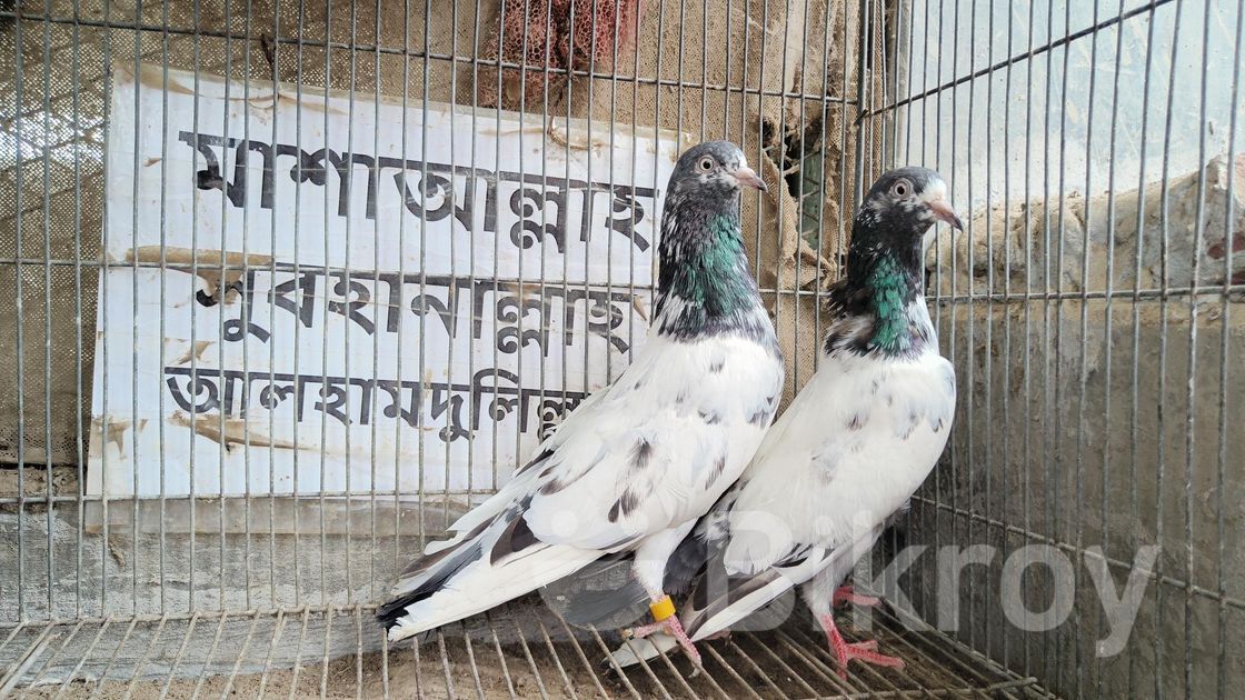 Pakistani Teddy Kobutor for Sale in Khulna Sadar | Bikroy