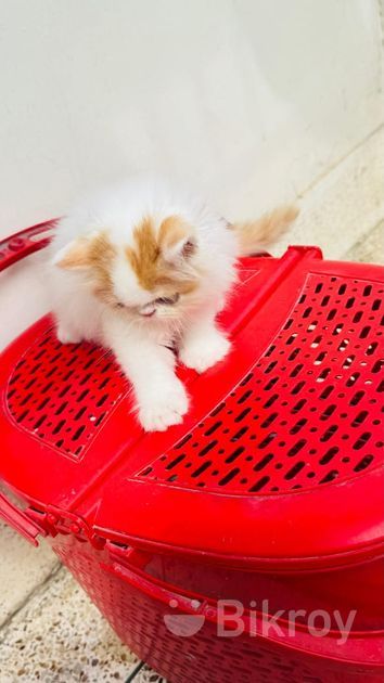 Parsian Cat for Sale in Kishoreganj | Bikroy