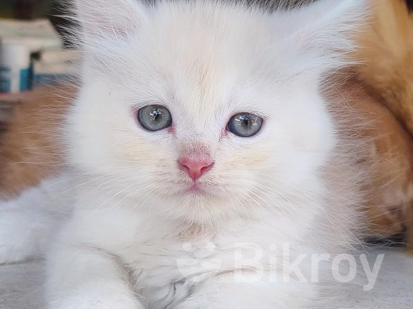 Persian cat fawn colour বিক্রি | মিরপুর | Bikroy