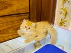 High Quality Persian Cat for Sale in Kamalapur | Bikroy