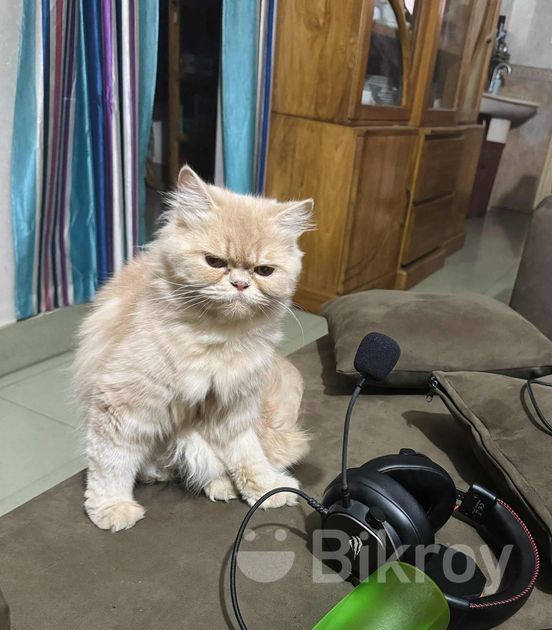 Persian Cat for Sale in Jatrabari | Bikroy