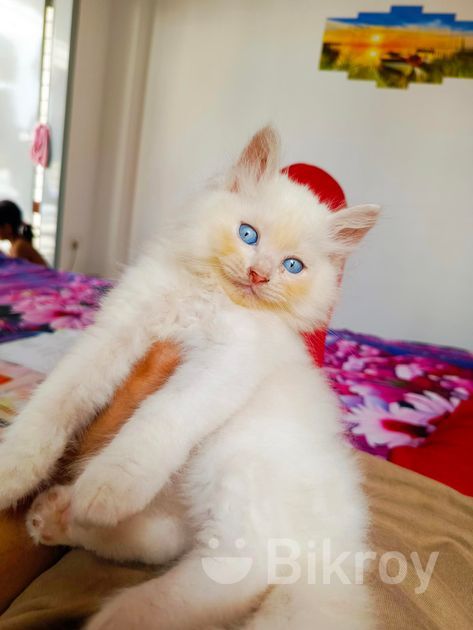 Persian cat for Sale in Jatrabari | Bikroy