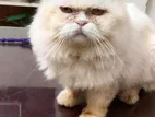 Persian cat for Sale in Mirpur | Bikroy
