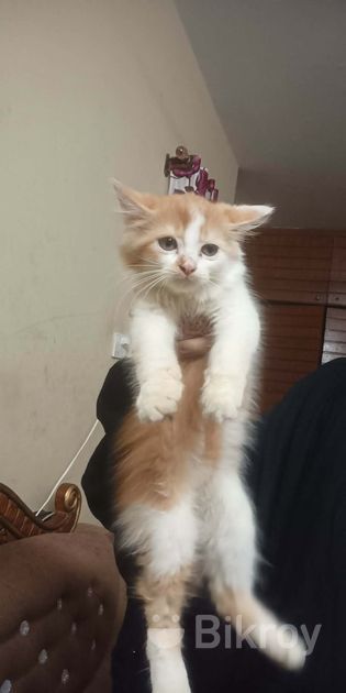 Persian Cat for Sale in Lalbag | Bikroy