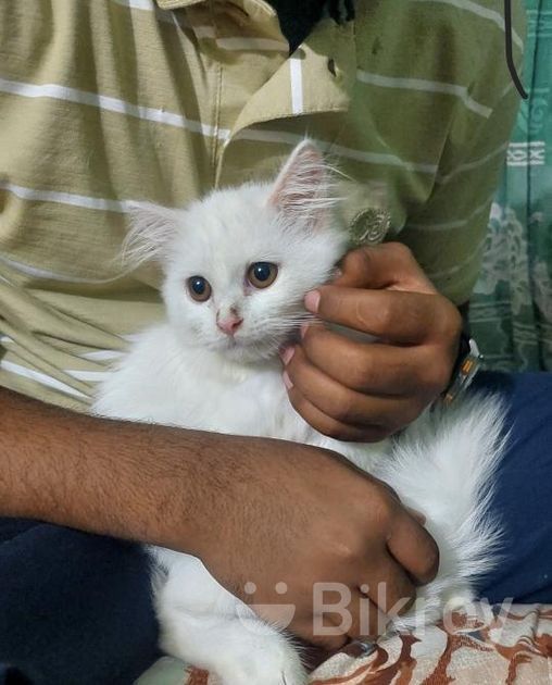 Persian cat for Sale in Magura | Bikroy