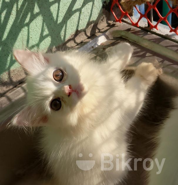 Persian Cat for Sale in Kazla | Bikroy