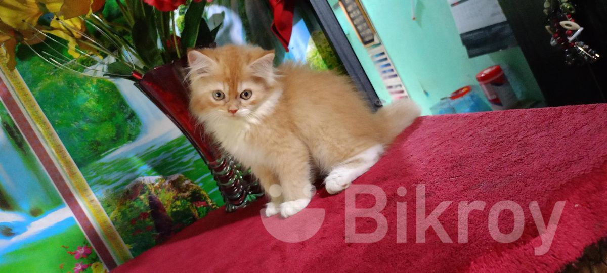 Persian cat for Sale in Bogura | Bikroy