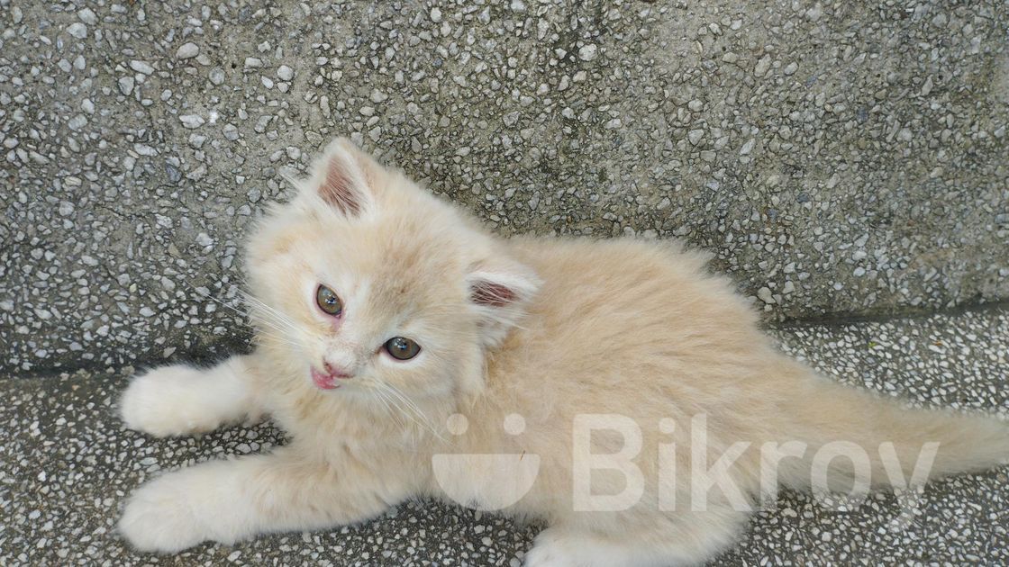 Persian Cat Kitten (Male)Traditional for Sale in Mirpur | Bikroy