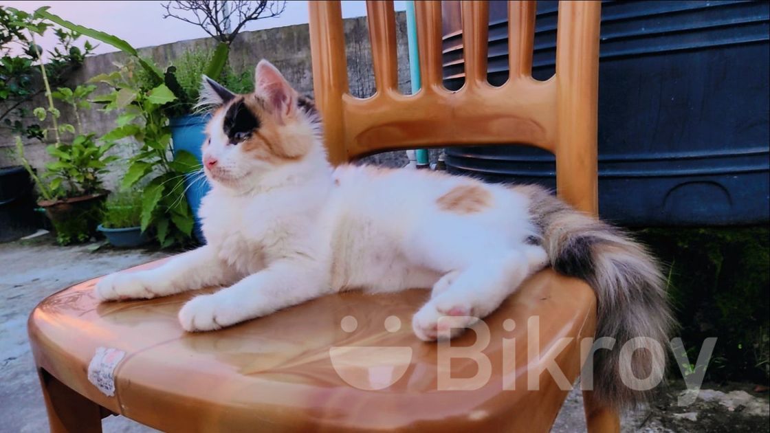 Persian Cat(female) for Sale in Bogura | Bikroy