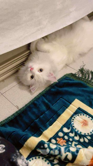 Persian Female Full Healthy And Cute for Sale in Lalbag | Bikroy