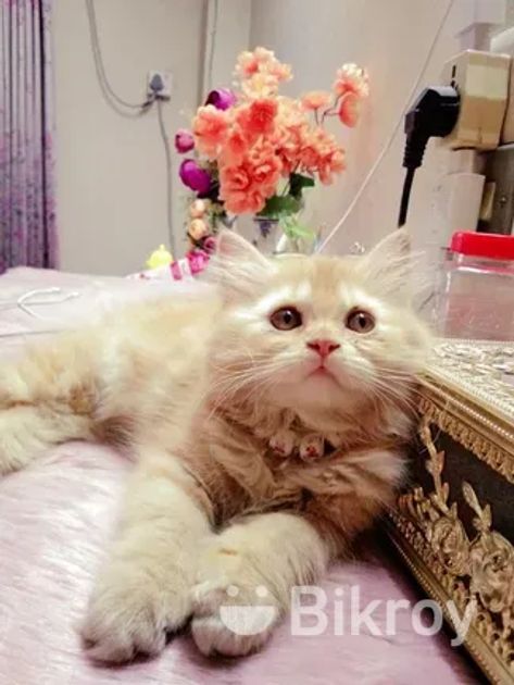 Persian Female kitten for Sale in Farmgate | Bikroy