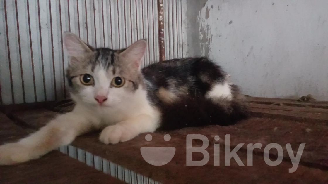 Cat for sale in Mirpur | Bikroy