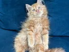 Persian Kitten Cat For Sell for Sale in Savar | Bikroy