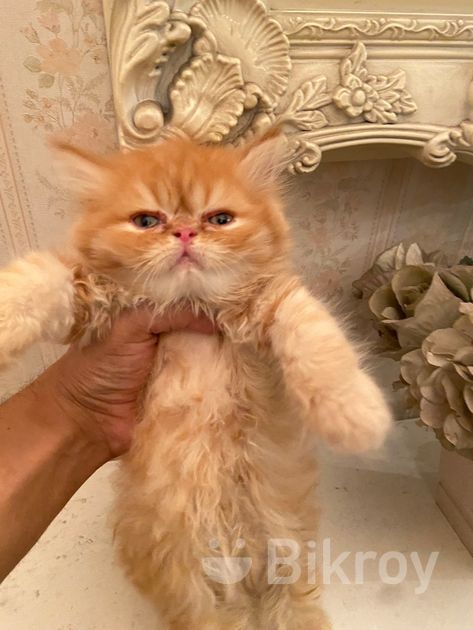 Persian Kitten ( Semi Punch) for Sale in Shantinagar | Bikroy