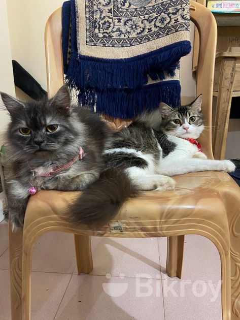 Persian Mix Breed in Baizid | Bikroy