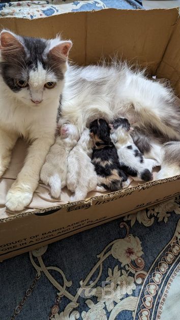 Persian Mother Cat with 4 Kitten Sell Hobe for Sale in Mohammadpur | Bikroy
