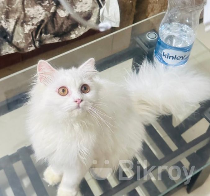 Persian Triple Coat Adult Male for Sale in Bashundhara | Bikroy